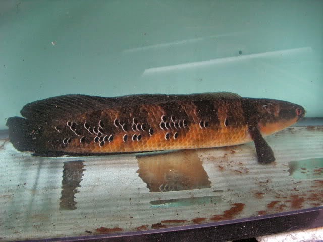 Channa Maruliodes (Emperor Snakehead) - Penggila Ikan Hias
