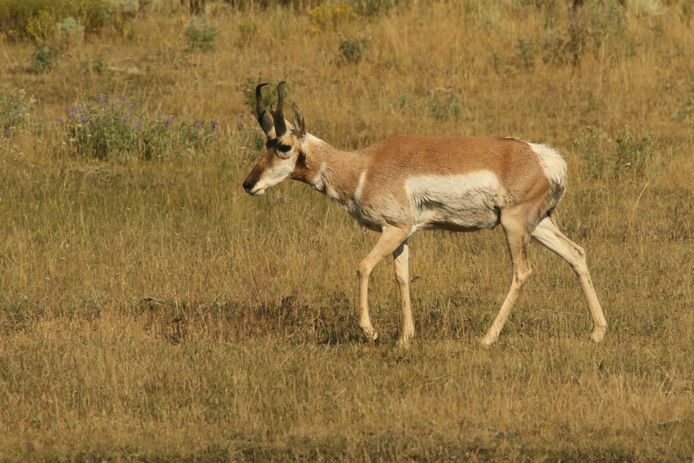 Birding Berrien and Beyond: the Prairie Goat