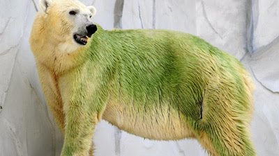 Algae On Sloth Bear