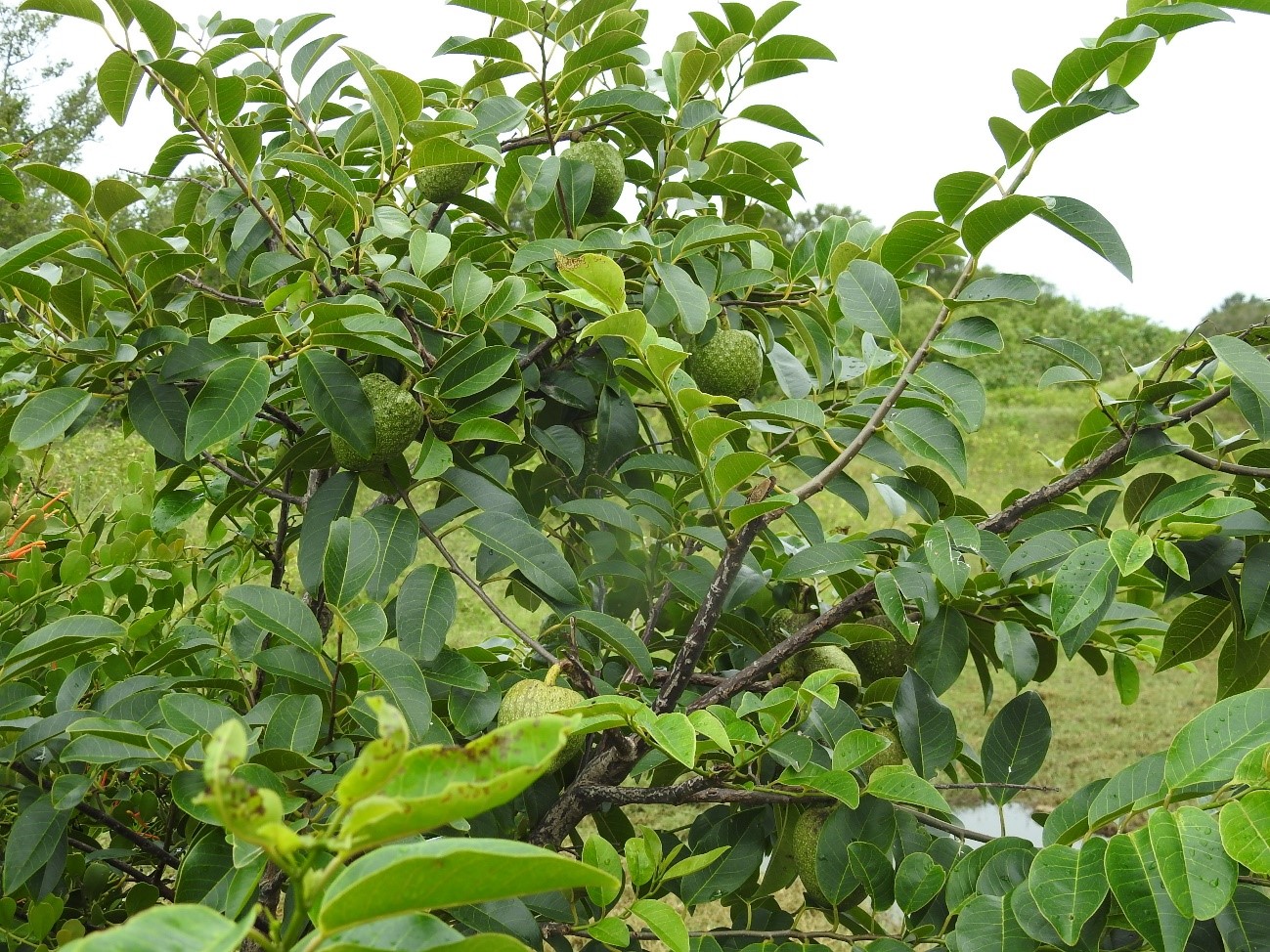 Blog do Roberto Moraes: Soffiati complementa a descrição sobre sua ...