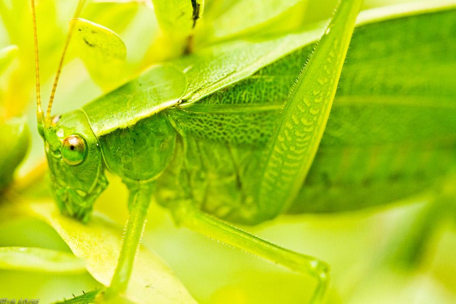 The Ohio Nature Blog: Katydid, Profile