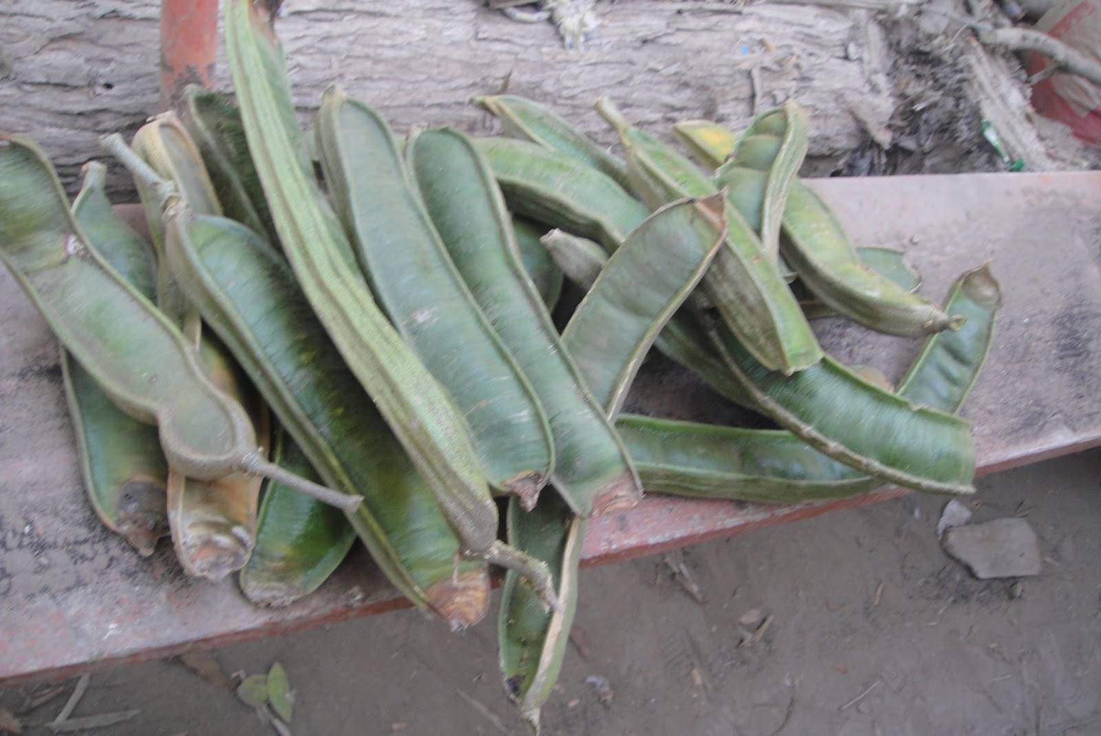 Trabajos de investigacion: Flores de Inga feuillei DC "huaba", "pacae ...