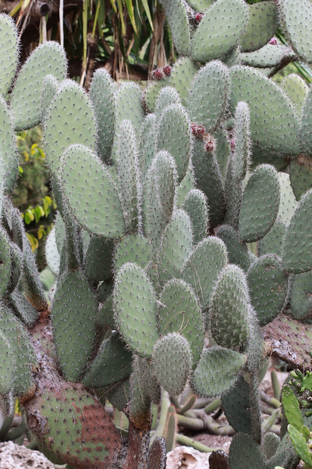 EL BLOG DE CHICHO: OPUNTIA LEUCOTRICHA. higo chumbo o nopal.