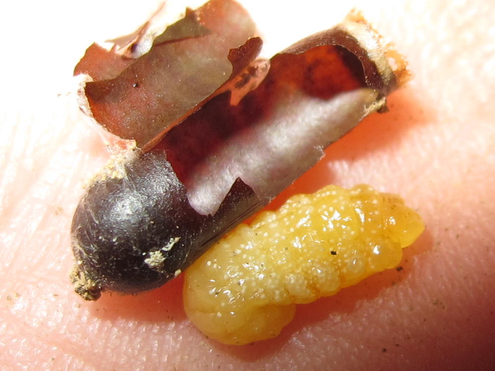 Blue Jay Barrens: Pipe Organ Wasp Nest