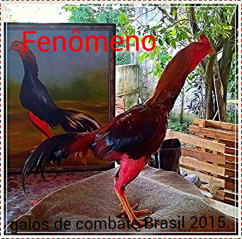 GALOS DE COMBATE BRASIL #2021: Reprodutores do criatório