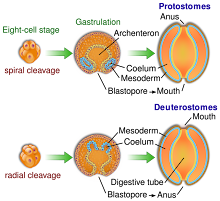 RIXIMKA DUMARKA: PERITONEUM