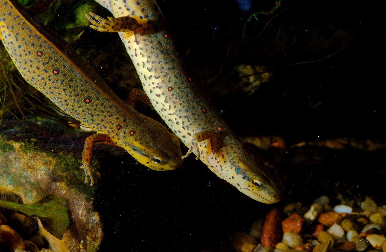 Real Monstrosities: Eastern Newt