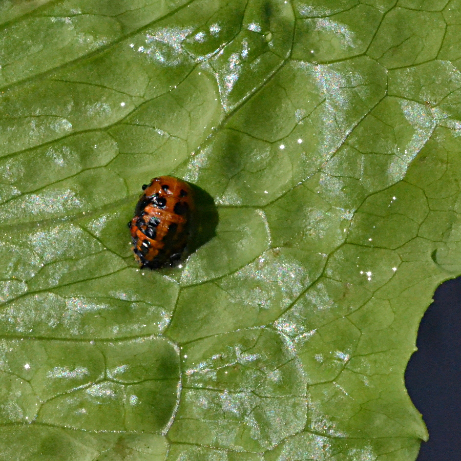 Lazy Gardening: How to Grow your Own Ladybugs in 6 Easy Steps