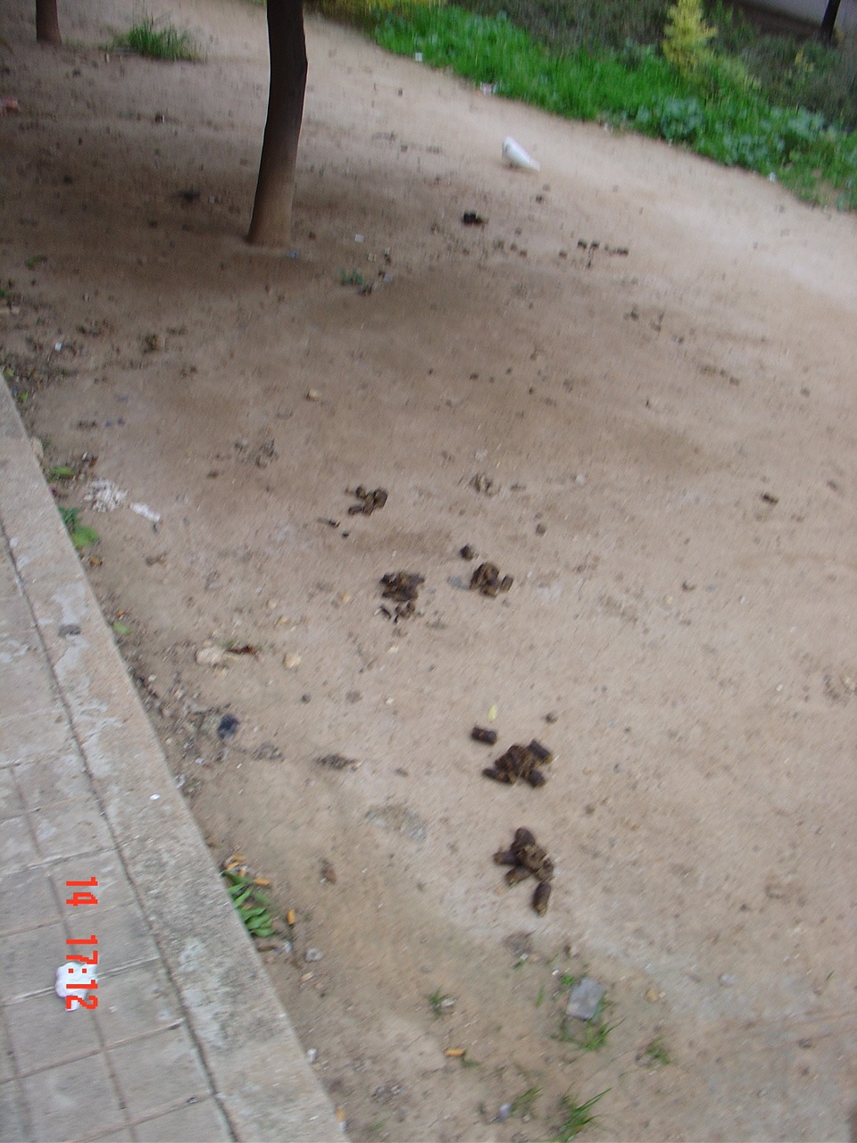 VALENCIA ES UN CAGADERO - "CACATOWN". Luchando por la limpieza. Desde 2006