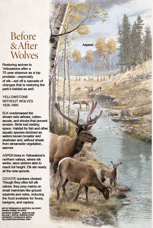 CommonBoundaries: Yellowstone Before and After Wolves