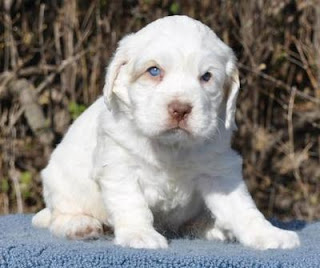 Puppy Pictures and Review