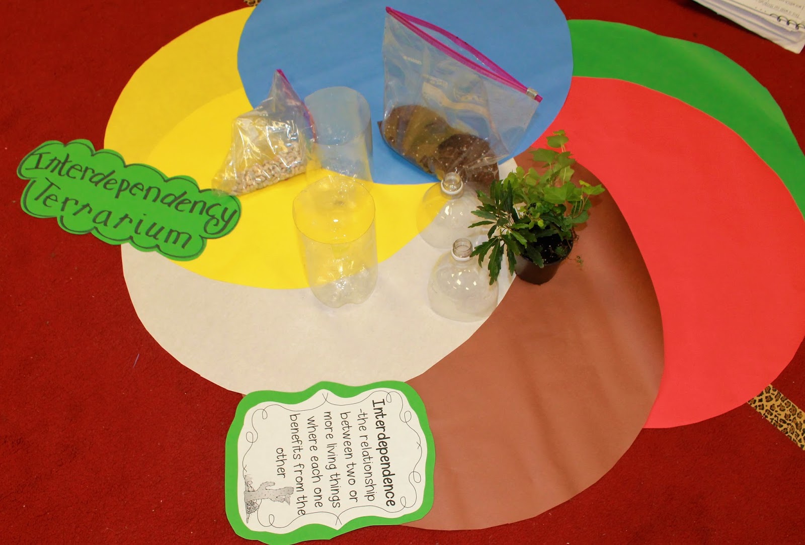 Interdependency Terrariums and The Cactus Hotel | First Grade Wow ...
