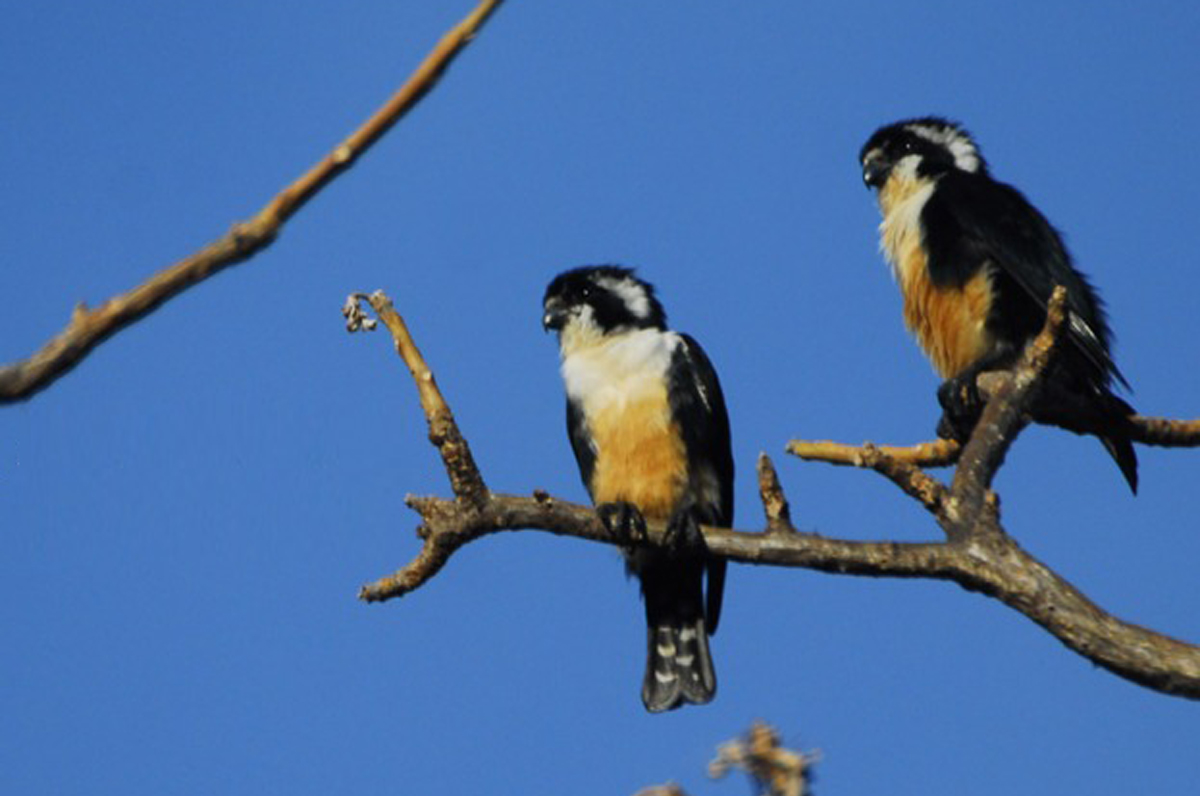 Dunia Binatang dan Hewan: Alap-alap Capung
