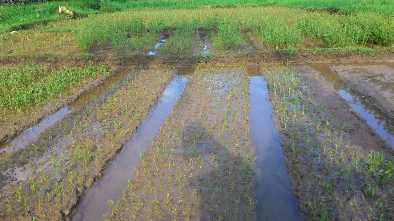 Pembibitan Kayu putih ~ teh dan ubi