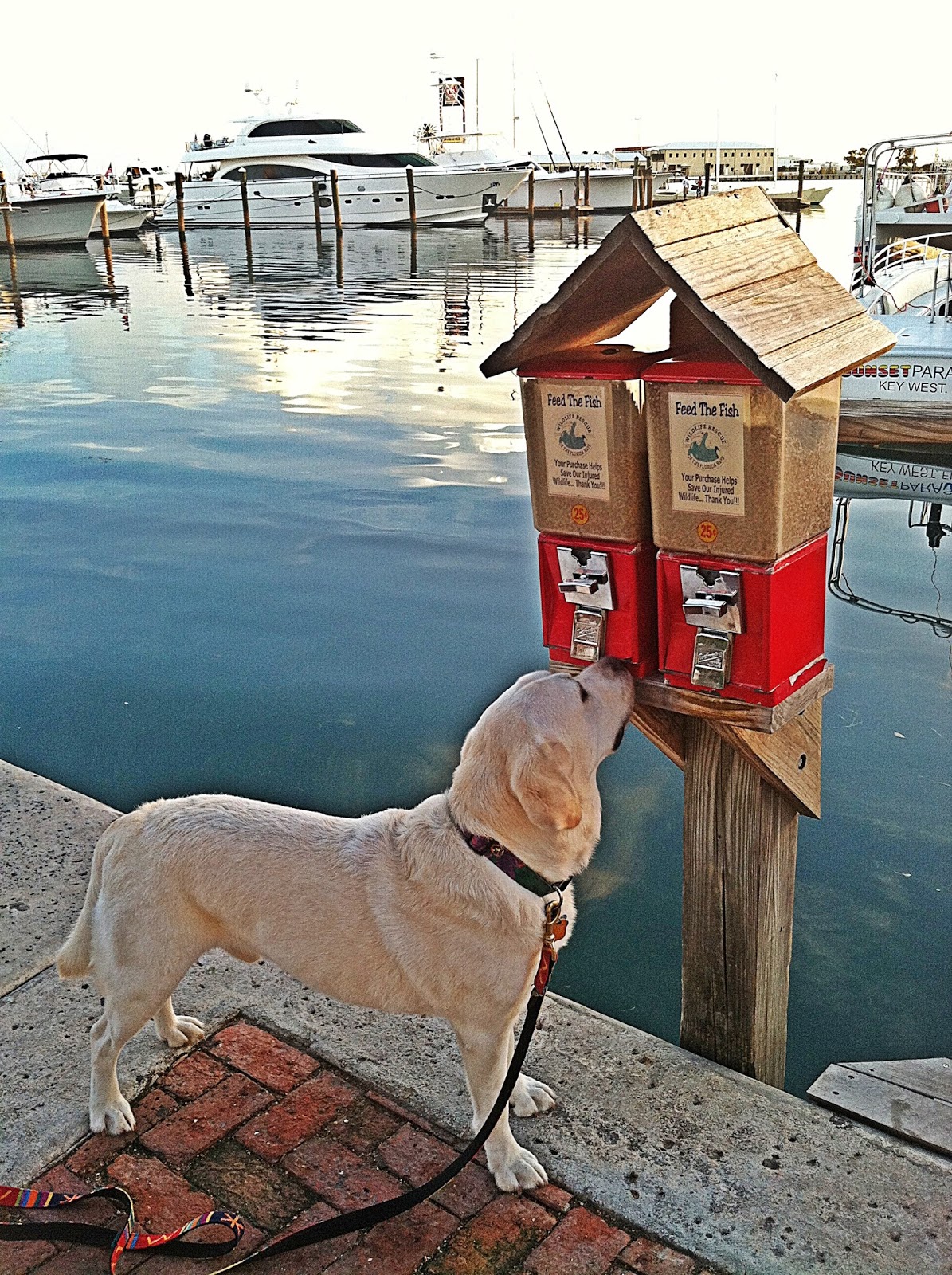 The World According to Garth Riley: FitDog Friday - Great Places to ...