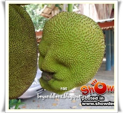 Pelik Tapi Benar ~ Blog Sensasi Masa Kini