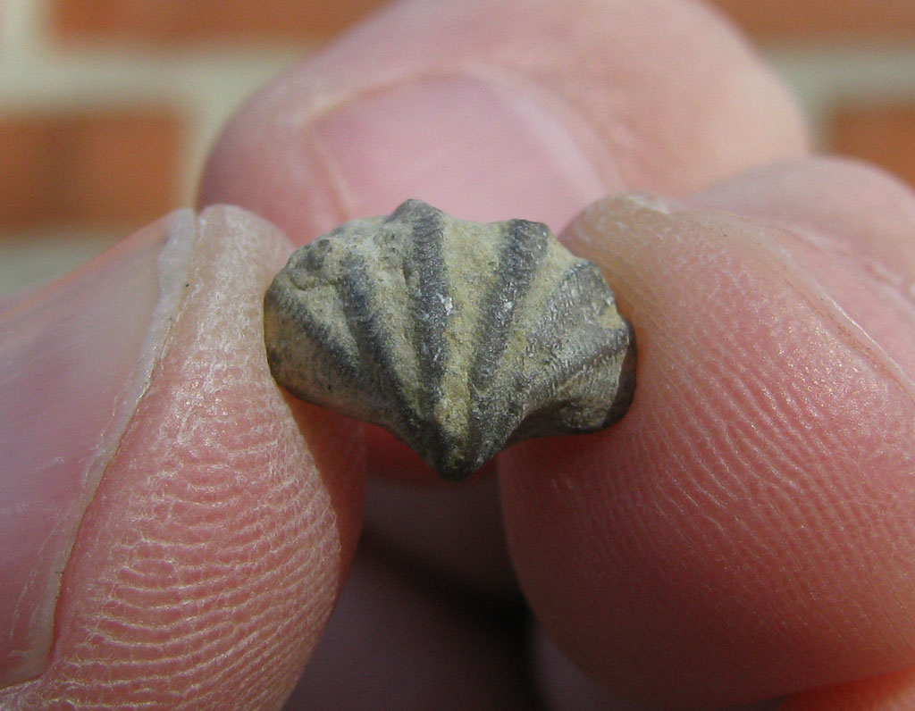 Views of the Mahantango: Howellella elegans brachiopod from the Wenlock ...