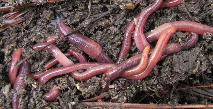 Gambar Hewan Cacing Vermes - Gambar Hewan