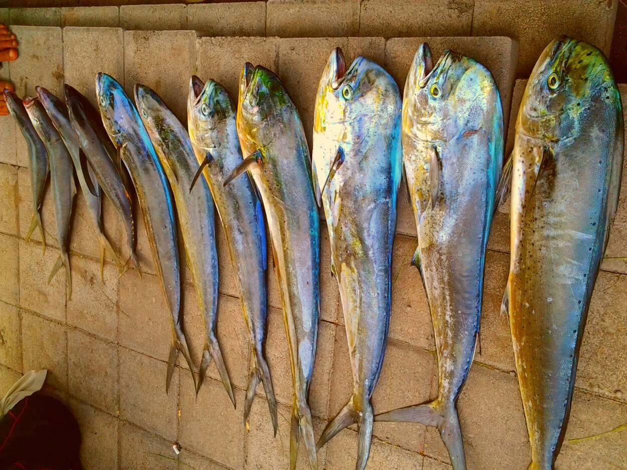MEMANCING: Mancing Lemadang (Mahi-Mahi) Di Karangasem Tianyar Bali