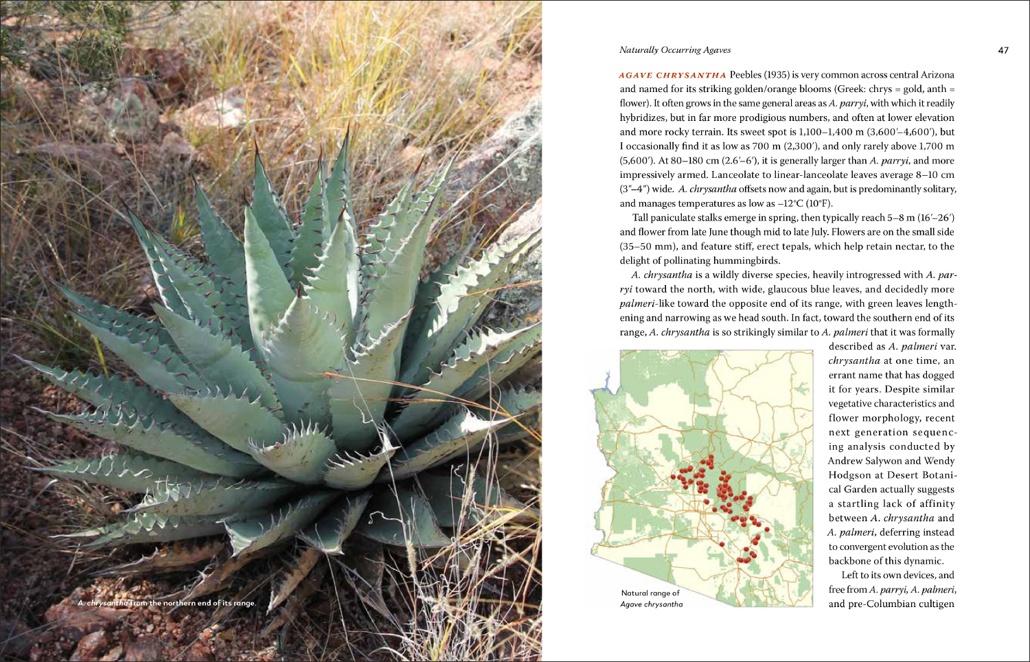 Chasing Centuries: top agave book of 2018