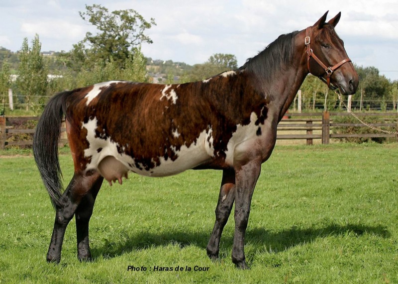 cyberImage: Ces drôles d'animaux