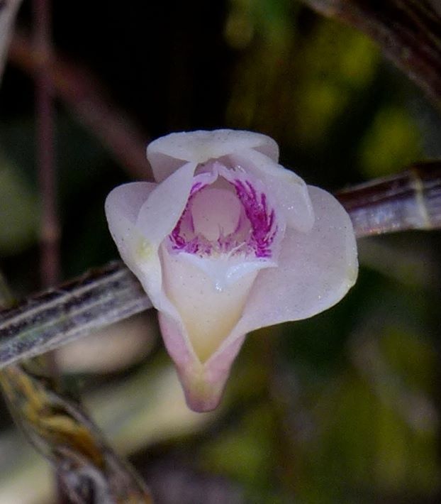 Dendrobium metrium Kraenzl ~ Vườn hoa lan
