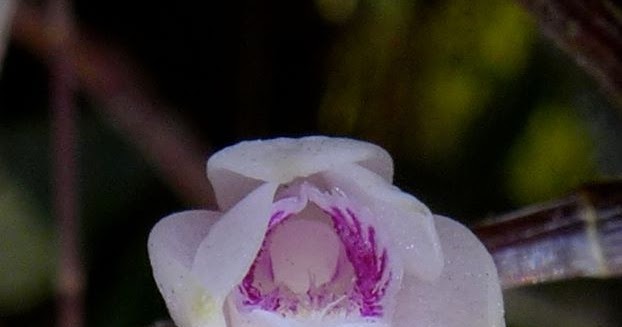 Dendrobium metrium Kraenzl ~ Vườn hoa lan