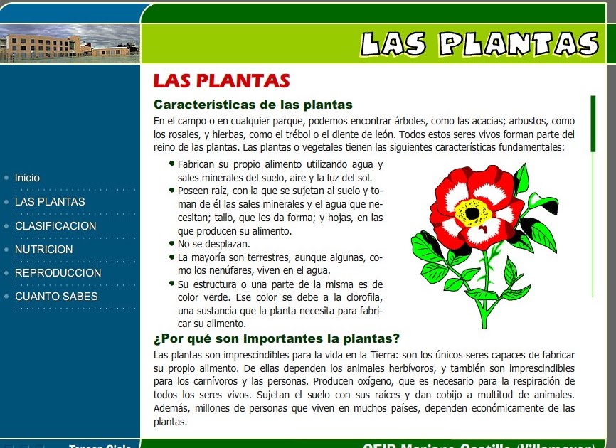 Mas allá del aula... ;): Ciencias Naturales 4º . Tema 2 Las Plantas.
