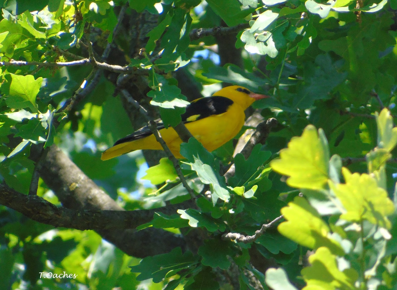 PASARI DIN ROMANIA: GRANGUR, Oriolus oriolus