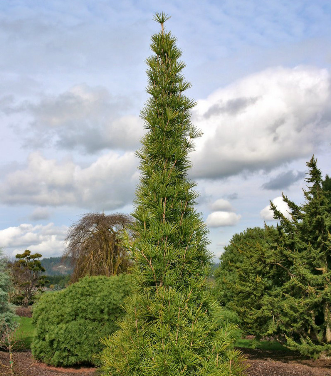Winter Tree Dreaming: Austrian Pine and Narrow Japanese Umbrella Pine ...