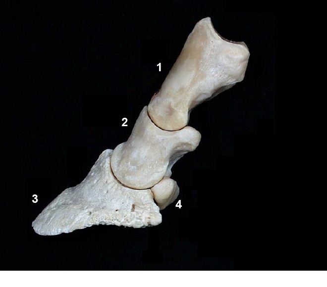 Anatomia Animal: Prática de Membros Torácicos (Falanges e Sesamoides)