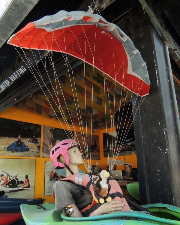 Faszination Geier: Ein Geier möchte um die Welt reisen IX