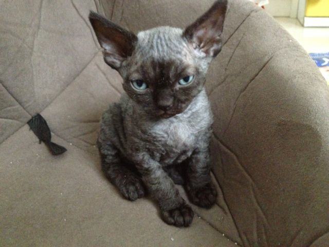 Life with a Devon Rex