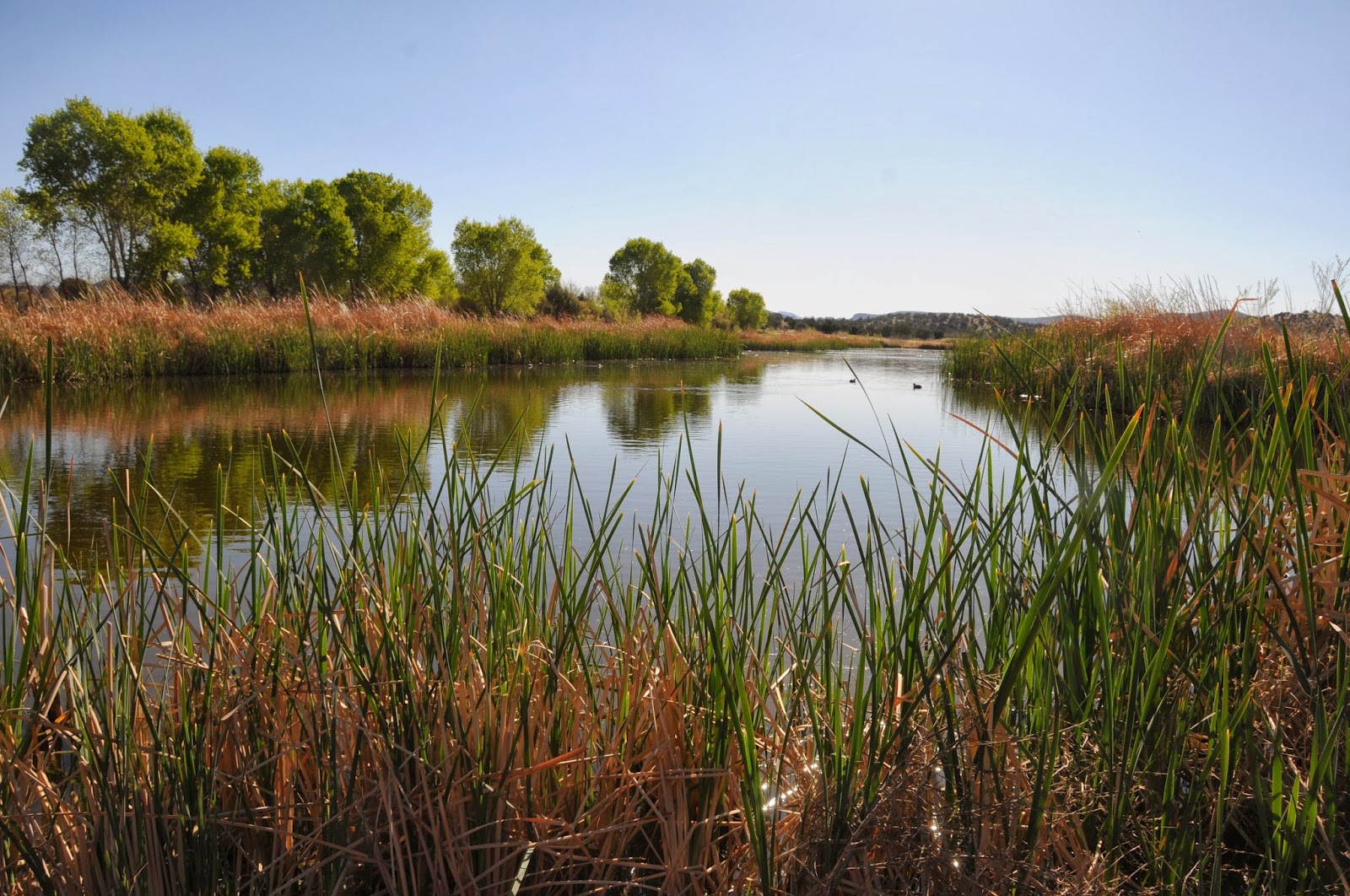 Arizona Hiking: SEDONA WETLANDS PRESERVE