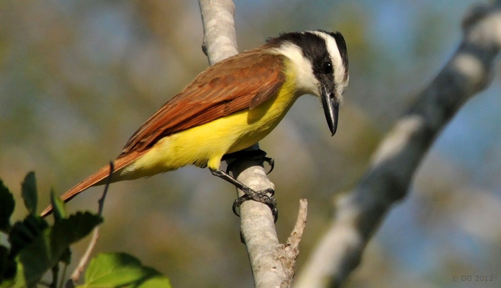 Great Kiskadee