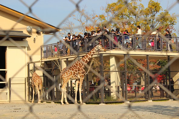 Zoos in Japan: Kyoto City Zoo
