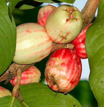 Fruit Warehouse: Jambu Bol (Syzygium malaccense)