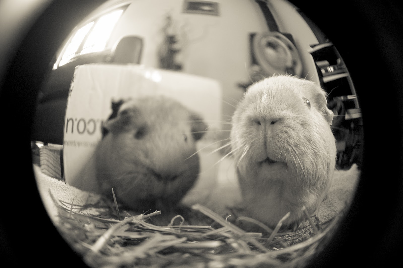 Photobrook Photography: Cutest guinea pig pictures