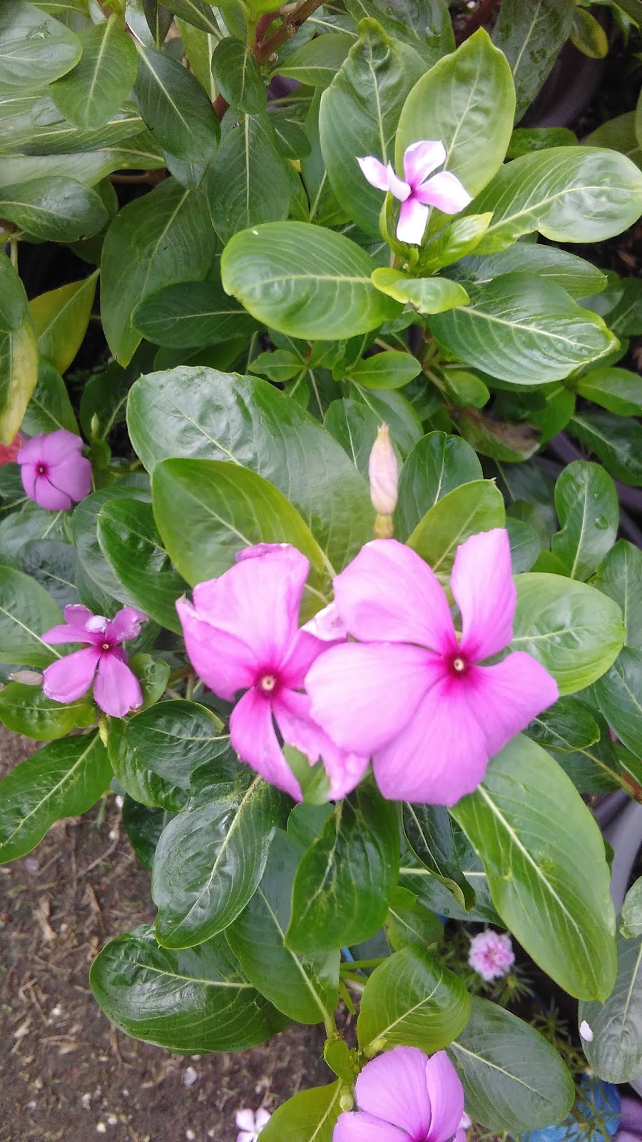 Bunga kemunting cina (Vinca)