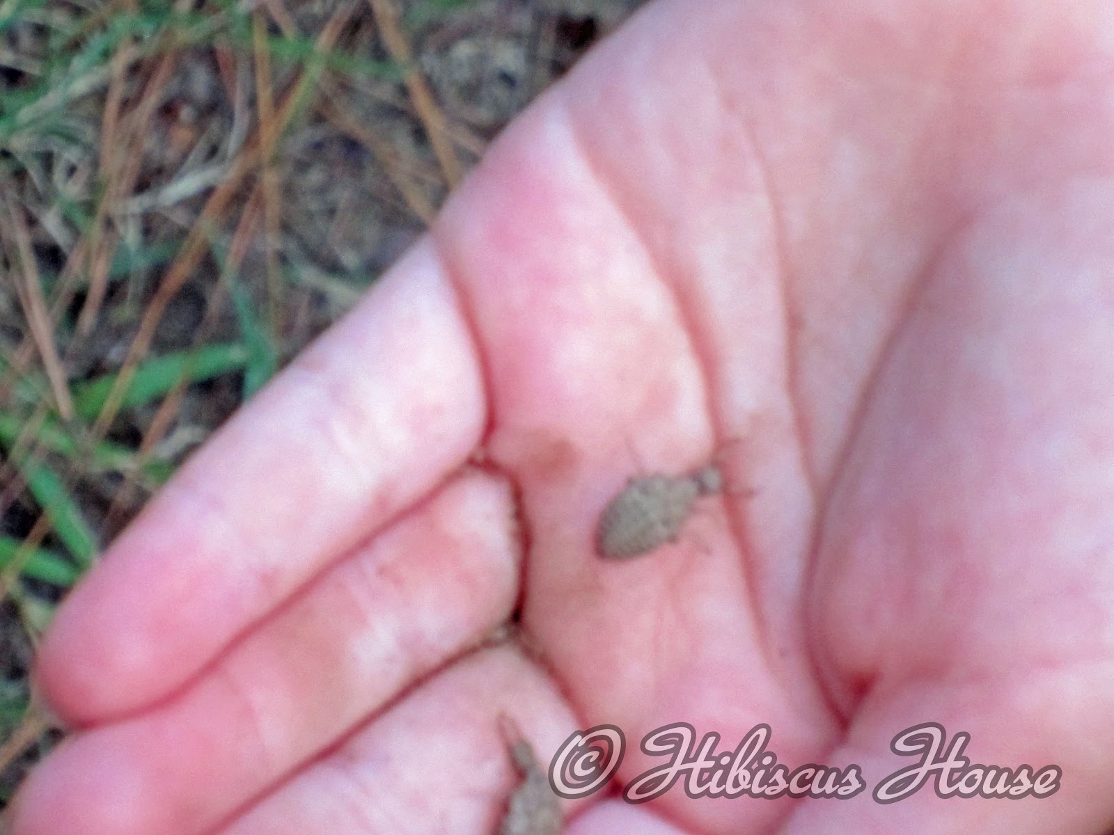 Hibiscus House: DoodleBug, DoodleBug.
