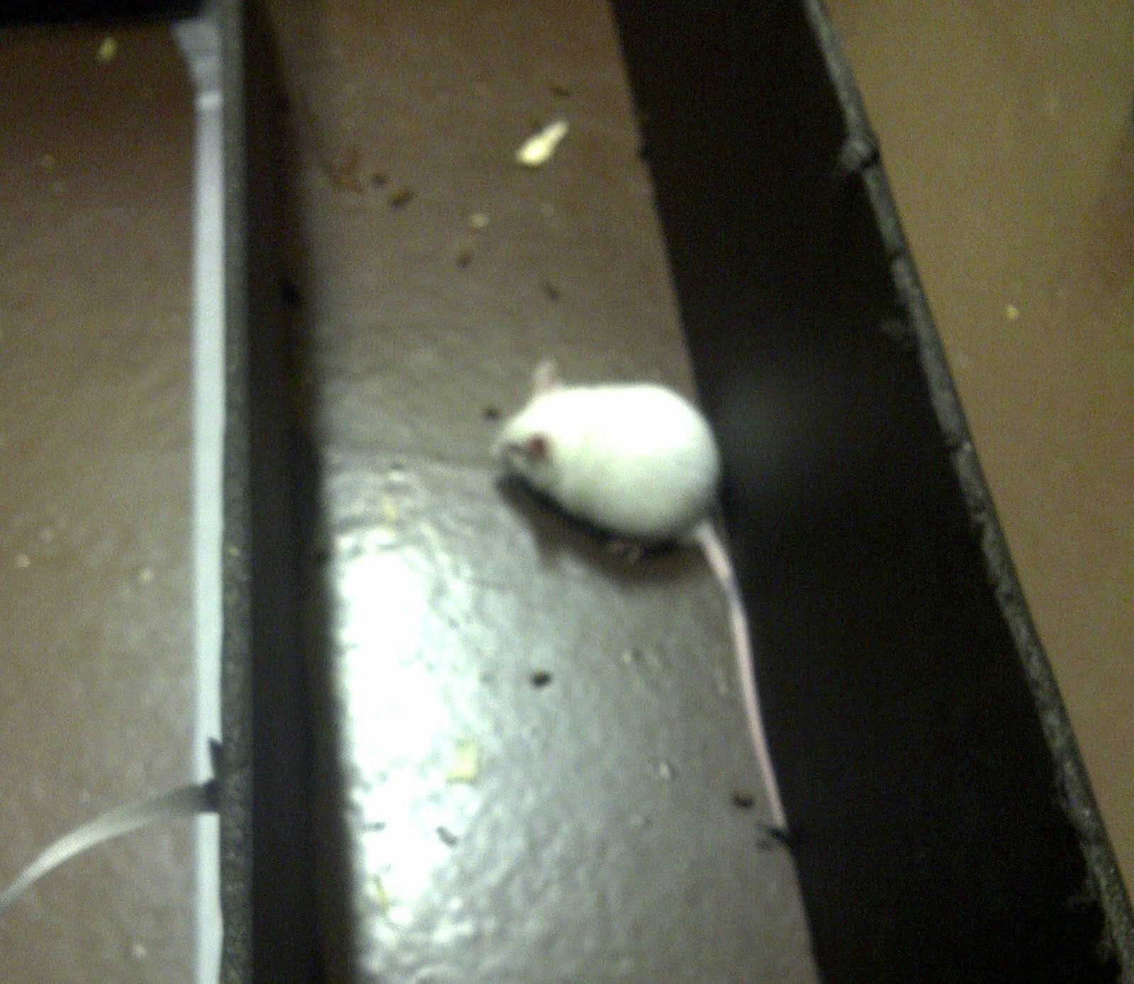 LEARNING PREPAREDNESS OF LABORATORY MICE IN A MAZE