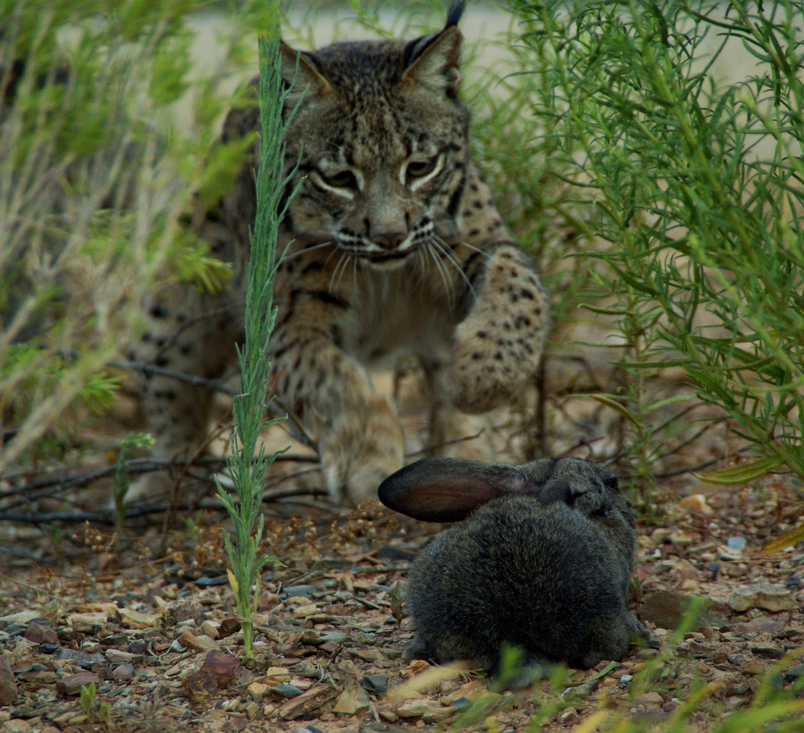 O Lince-ibérico em Portugal: Comportamento