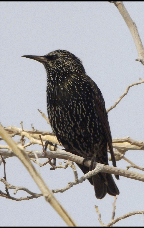Toys and Stuff: European Starling GIF