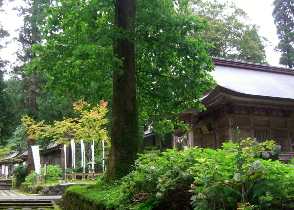 SHOTs rambling Japan: Dewa Sanzan Shrine (Yamagata)