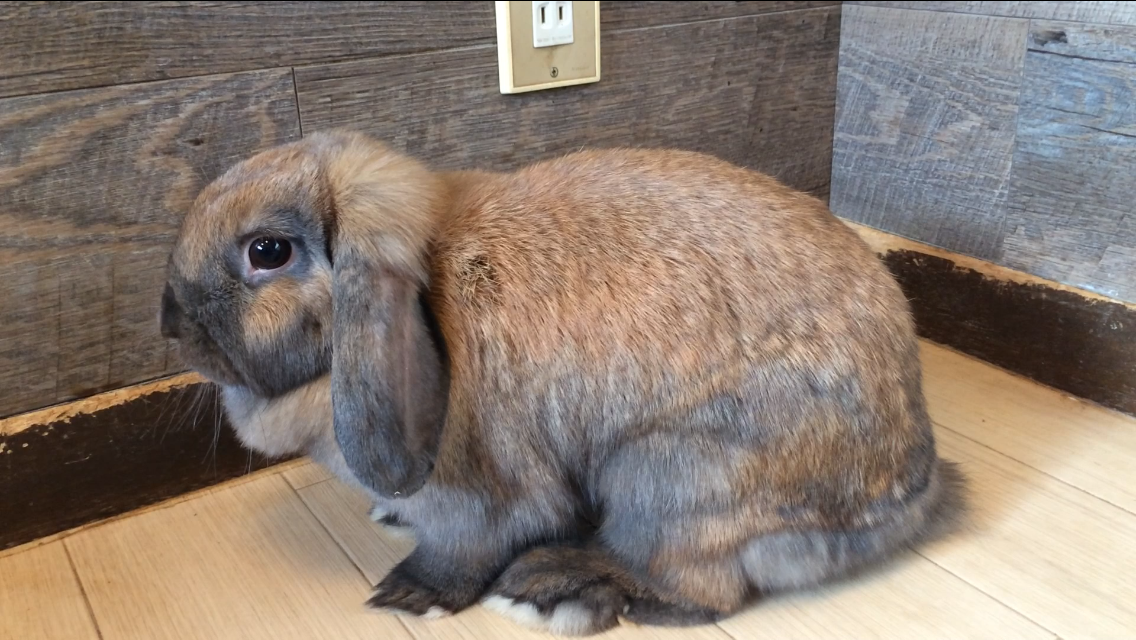 Rabbit Café - Tokyo, Japan ~ Kirsten Leigh's Travel Stories