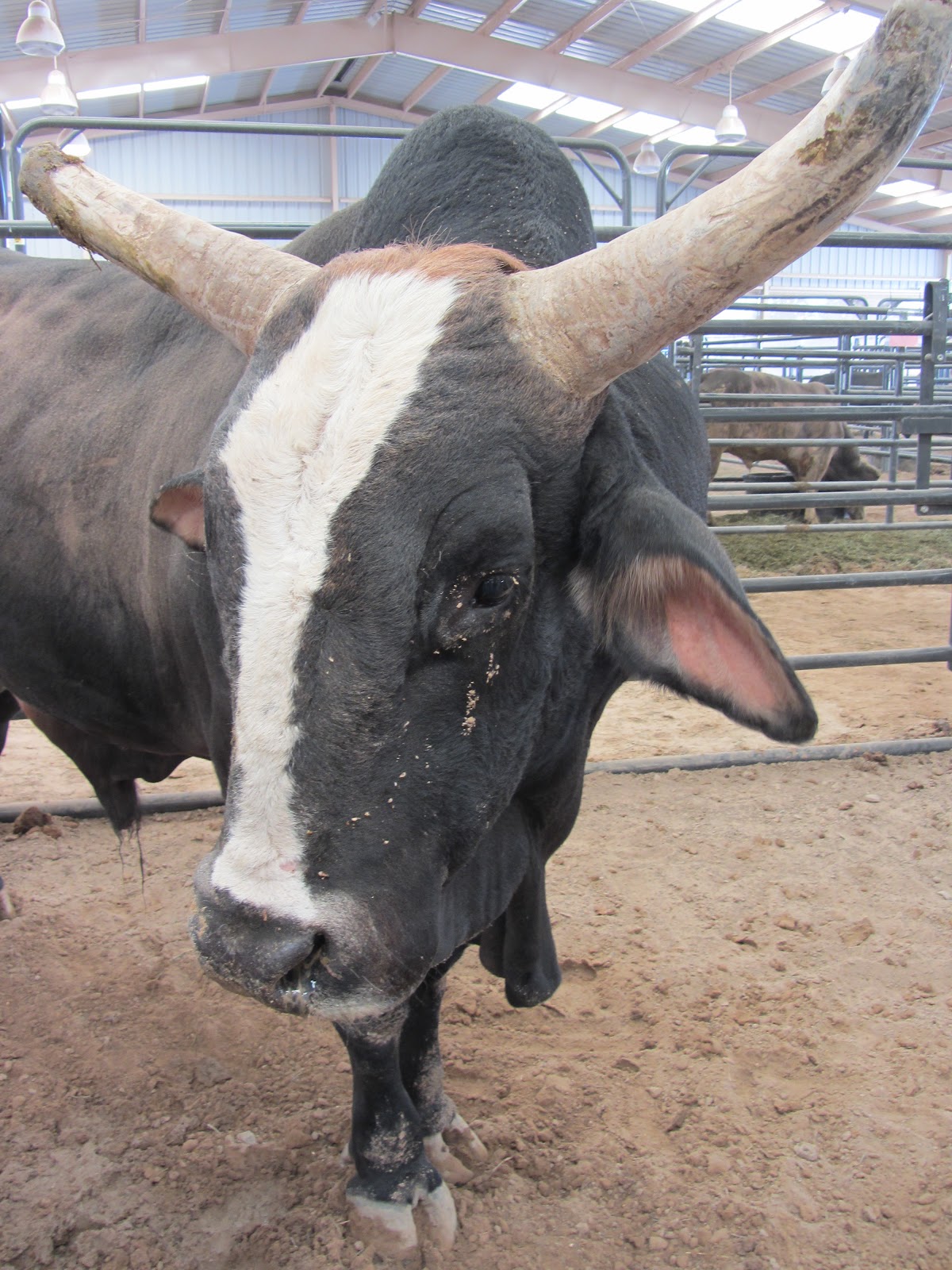 Chicken On A Chain The Bull