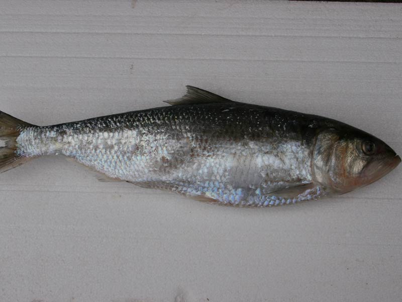 Artes de Pesca: VAMOS A PESCAR SABOGA