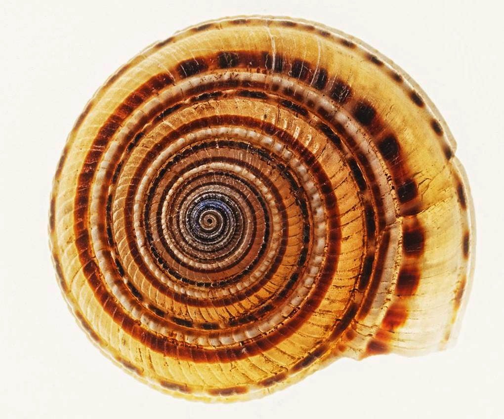 MEDIAN Don Steward mathematics teaching: spirals
