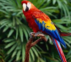 El Blog de El Divino: Selva húmeda. Animales