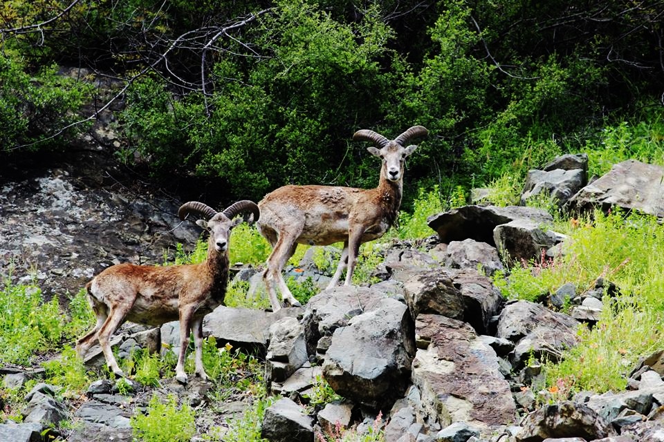 Biodiversity of Cyprus by NGO Protection of the Natural Heritage and ...